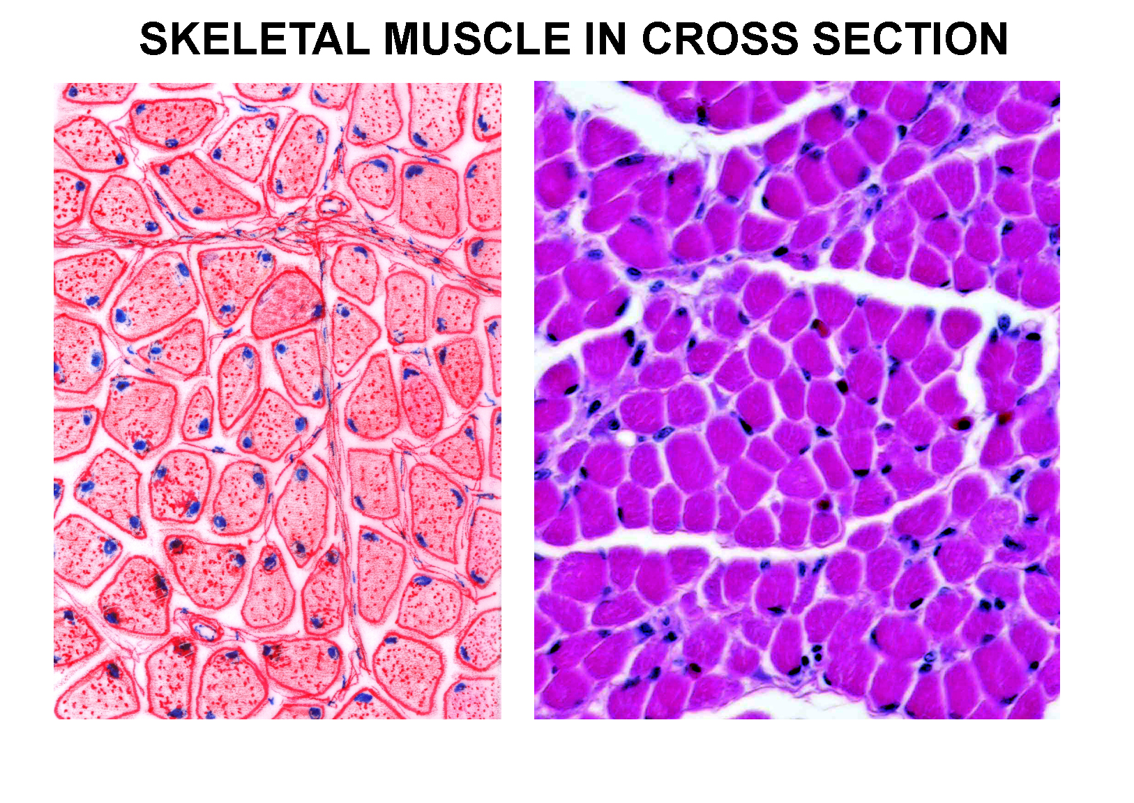 Cardiac Muscle Histology Cross Section - Draw-thevirtual